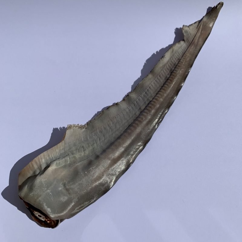 Shark Tails – Aussie Paws Nutrition