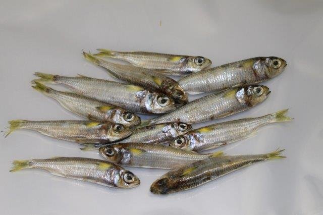 Minnows – Aussie Paws Nutrition